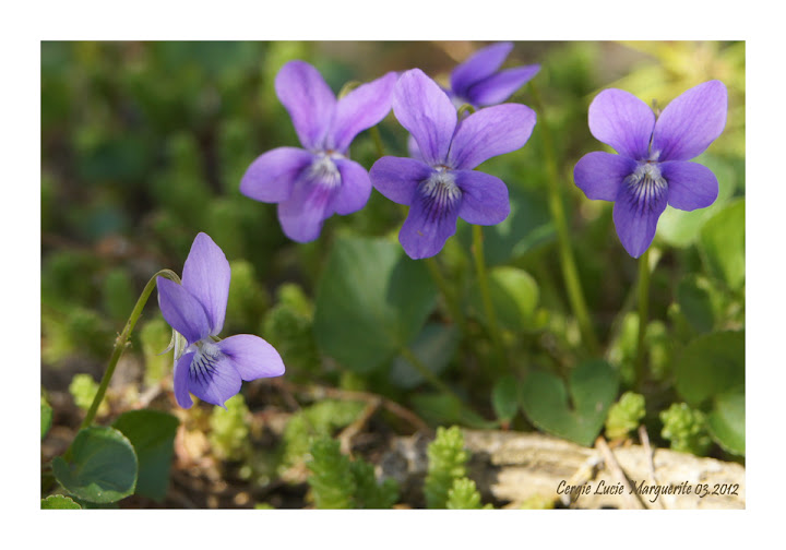 jardin de marguerite: 03/2013 - 04/2013