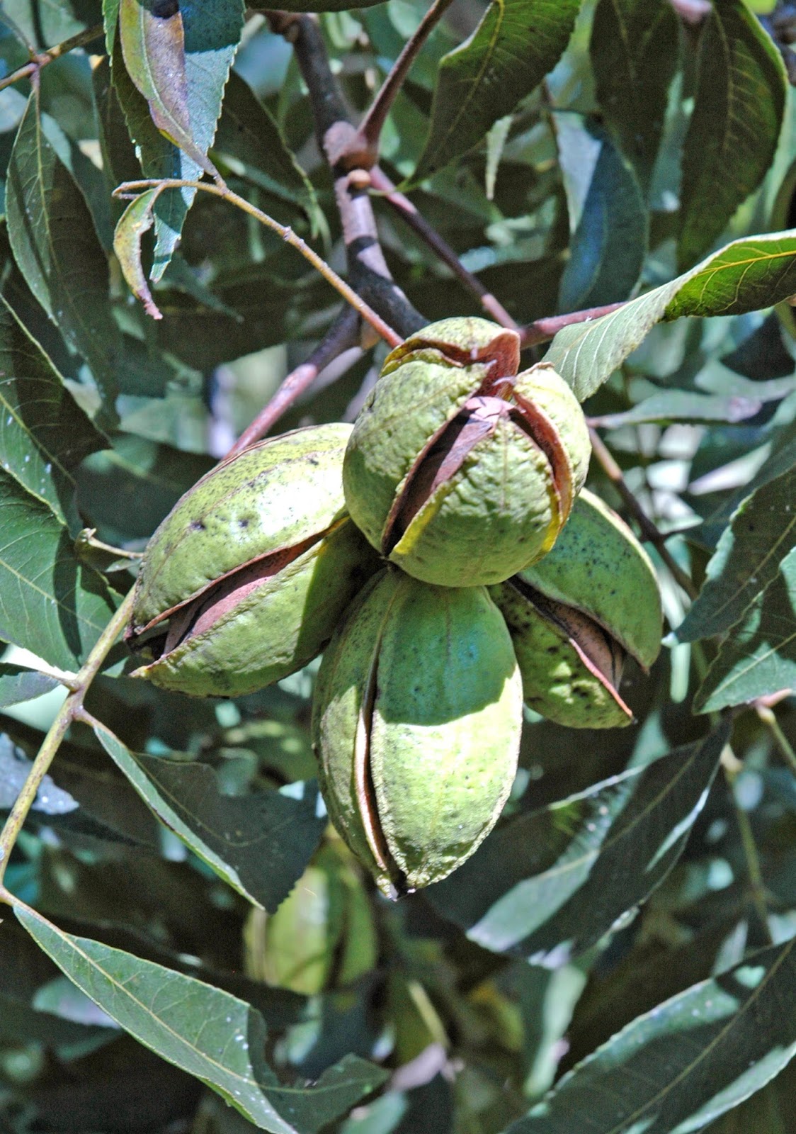 Northern Pecans: Pecan cultivars that matured by September 30