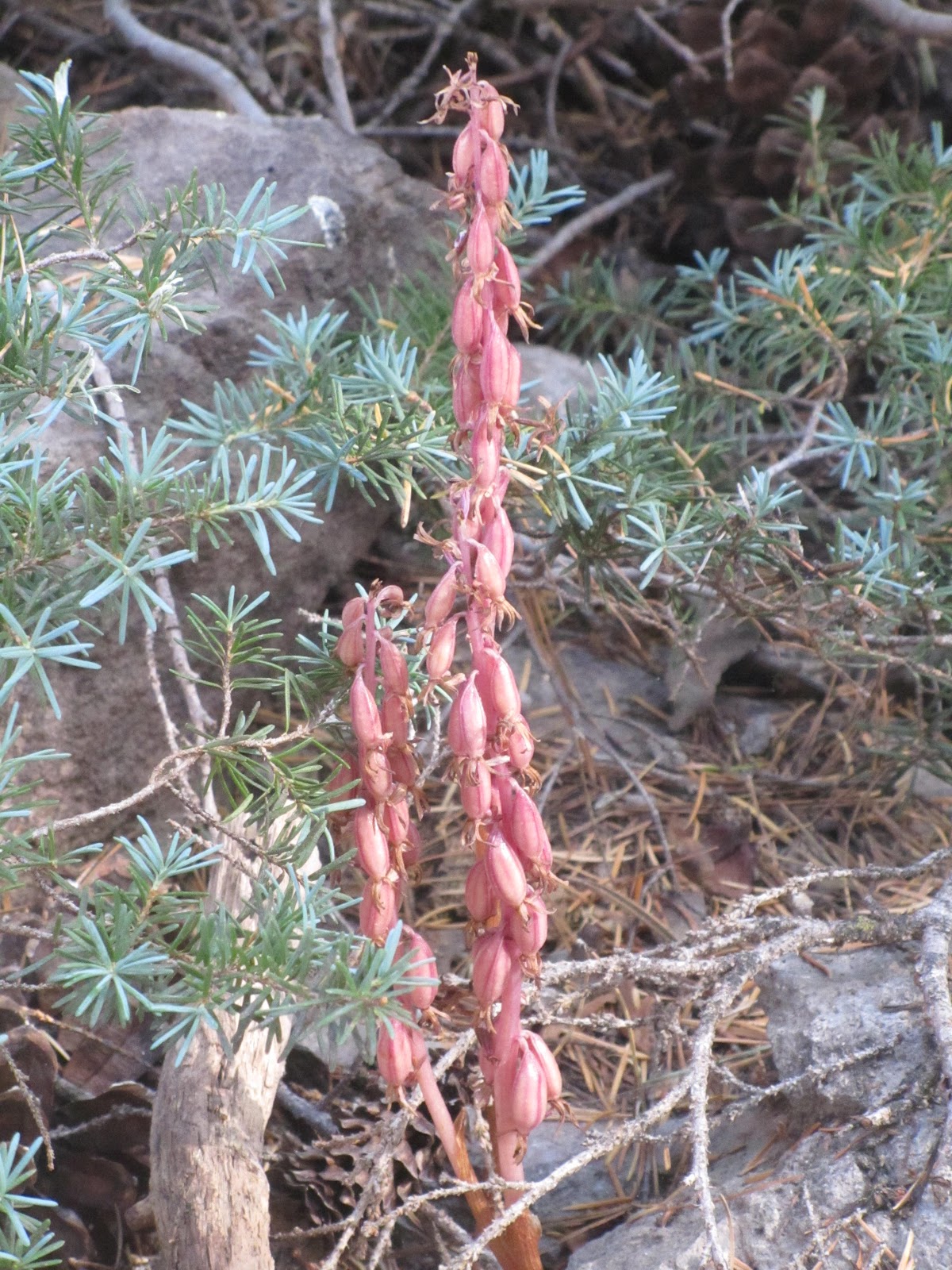 Garden Grumbles and Cross Stitch Fumbles: A Mouse and a Walk in the Woods