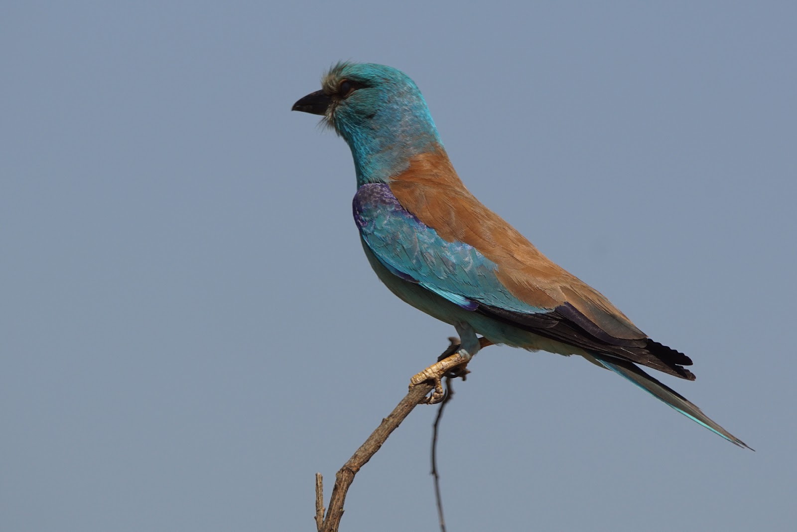 Pasión por las aves: Carraca europea,(Coracia garrulus)
