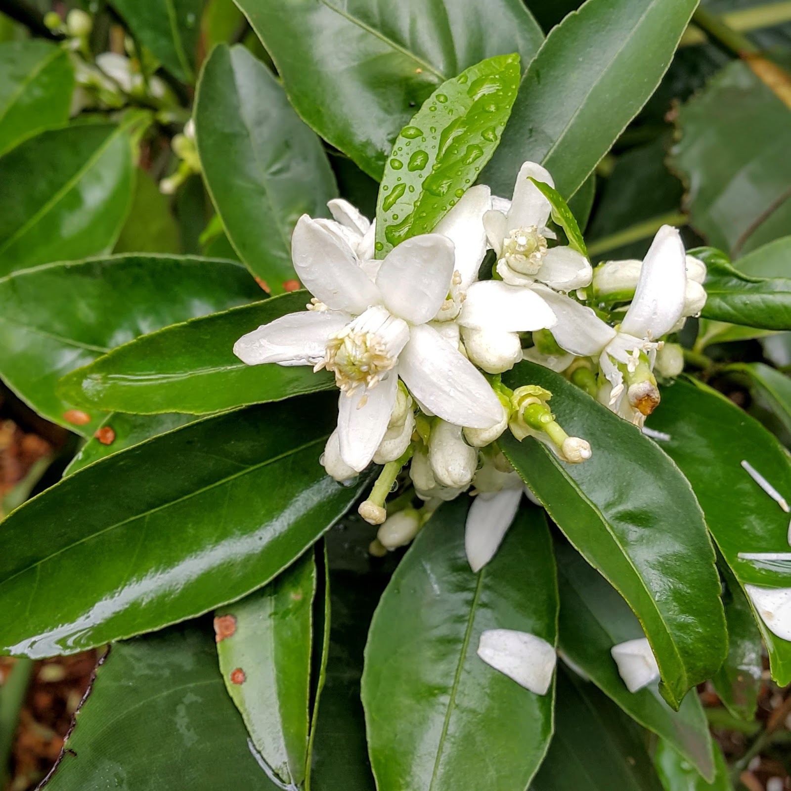 "Verdade//aspas" : 👪 Rutaceae (Citrus sinensis)