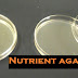 Nutrient Agar: Composition, Preparation and Uses - MyCulturemedia