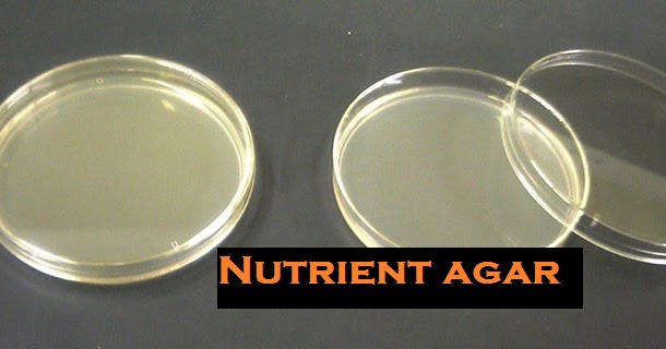 Nutrient Agar: Composition, Preparation and Uses - MyCulturemedia
