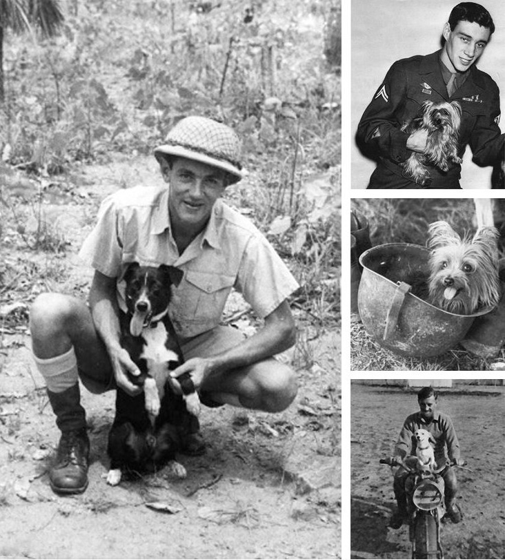 World War II in Pictures: Dogs of World War II