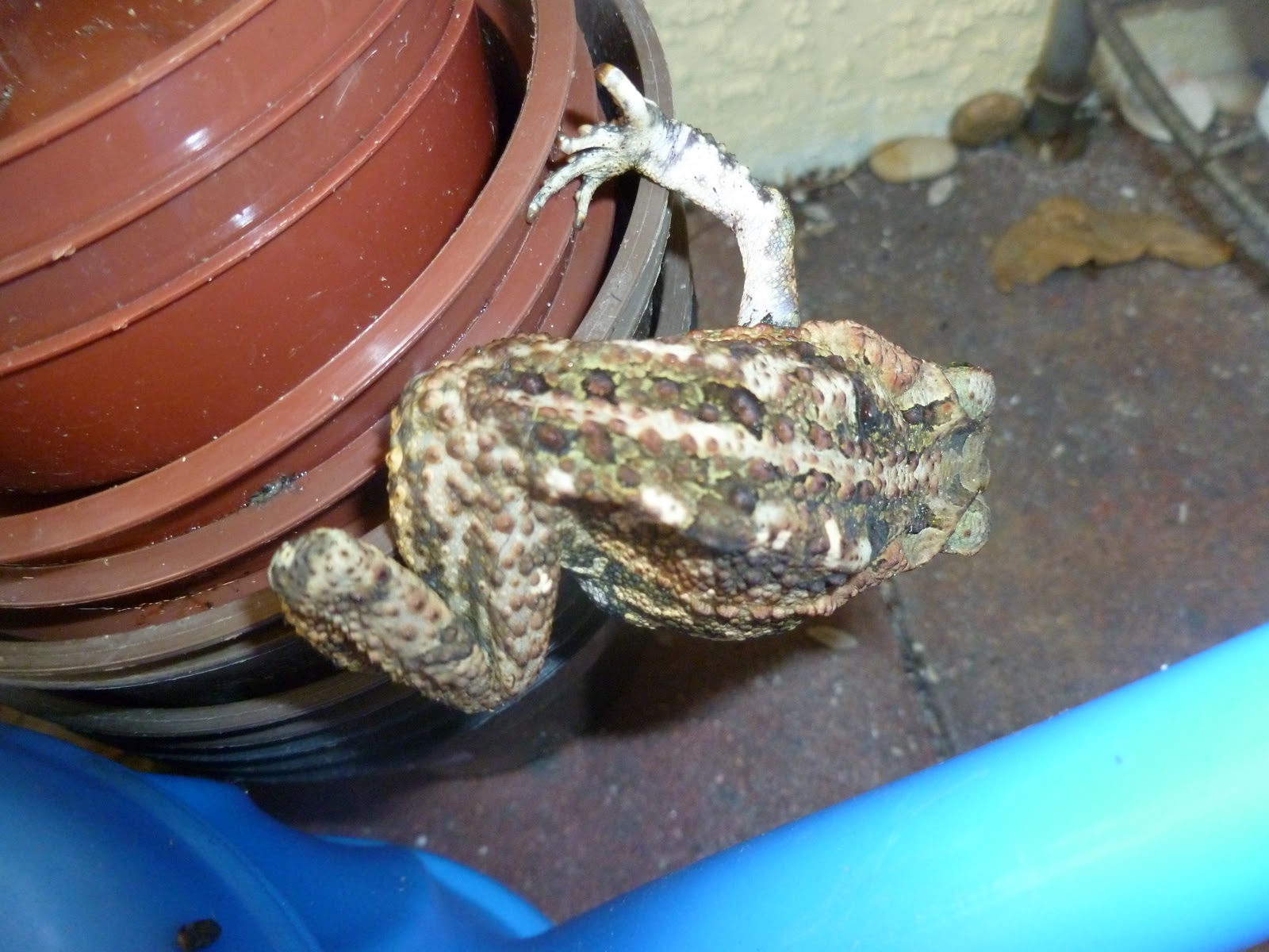 FROG SITS AND WAITS AS I AM CLUELESS! WORDLESS WEDNESDAY W/ LINKY ...