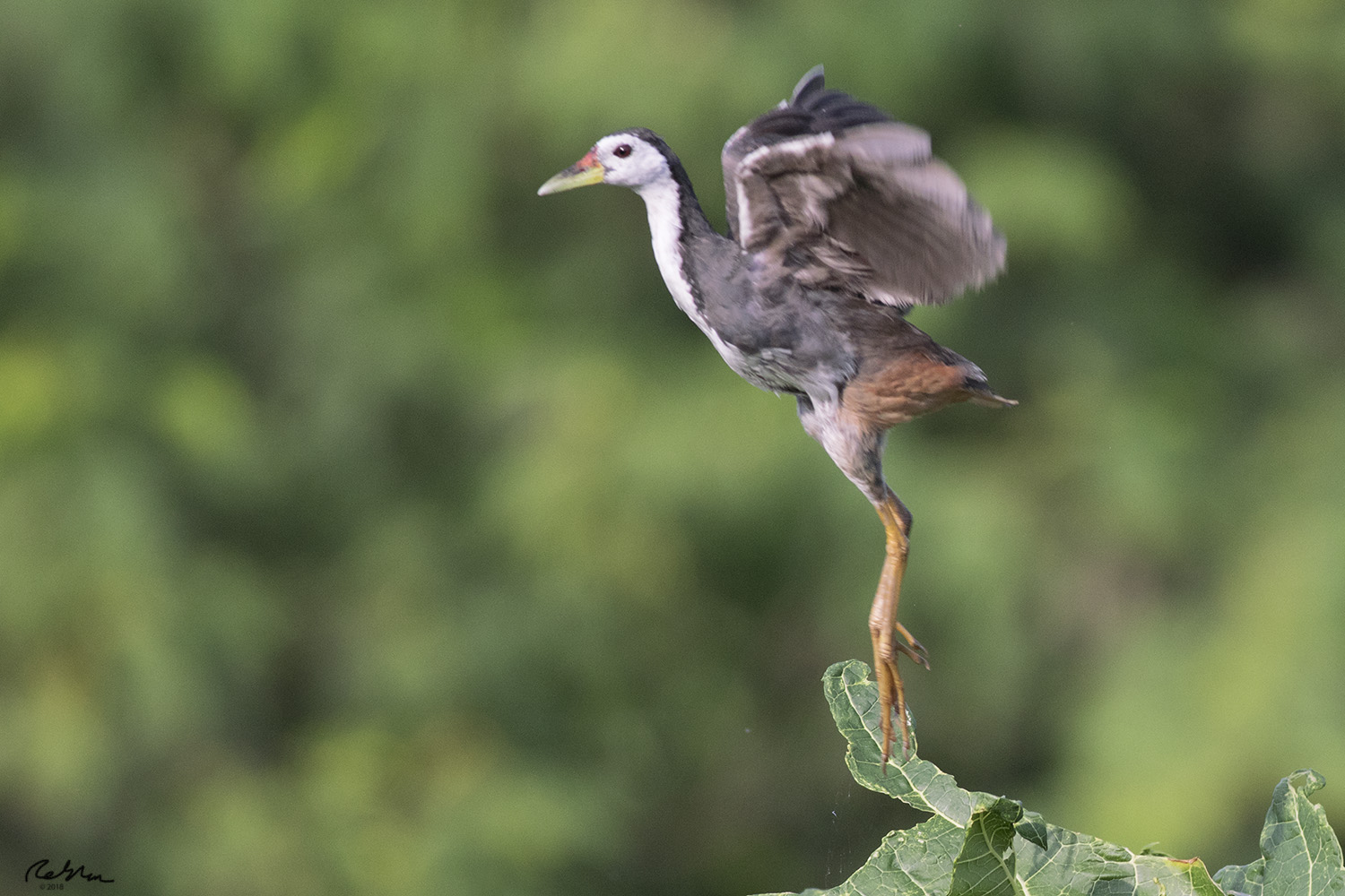 Birds and Nature Photography @ Raub: White-breasted Waterhen on Papaya ...