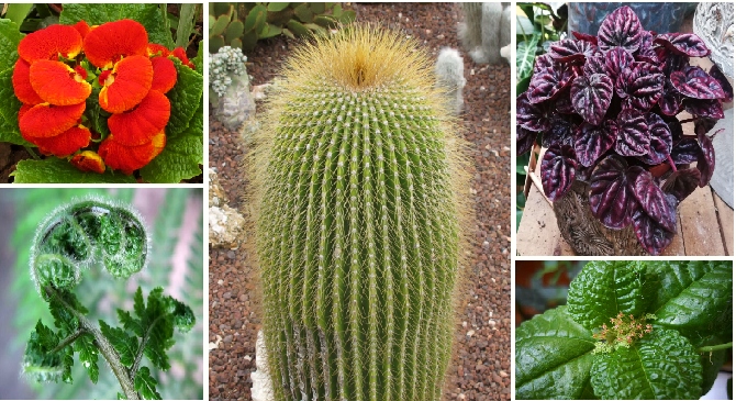 Plantas y flores: El mundo de las plantas