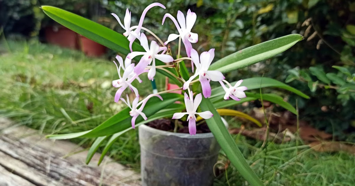 Taccuino delle orchidee di silviaB: Vanda Baby Angel (Neostylis Baby Angel)