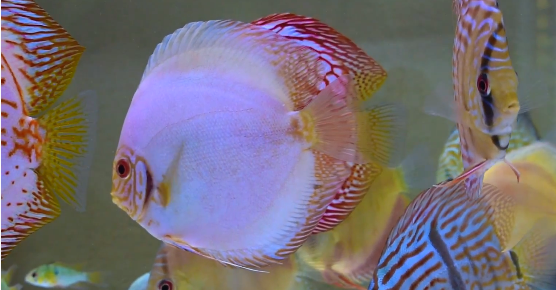100 Discus Classification according to color and line | king fish