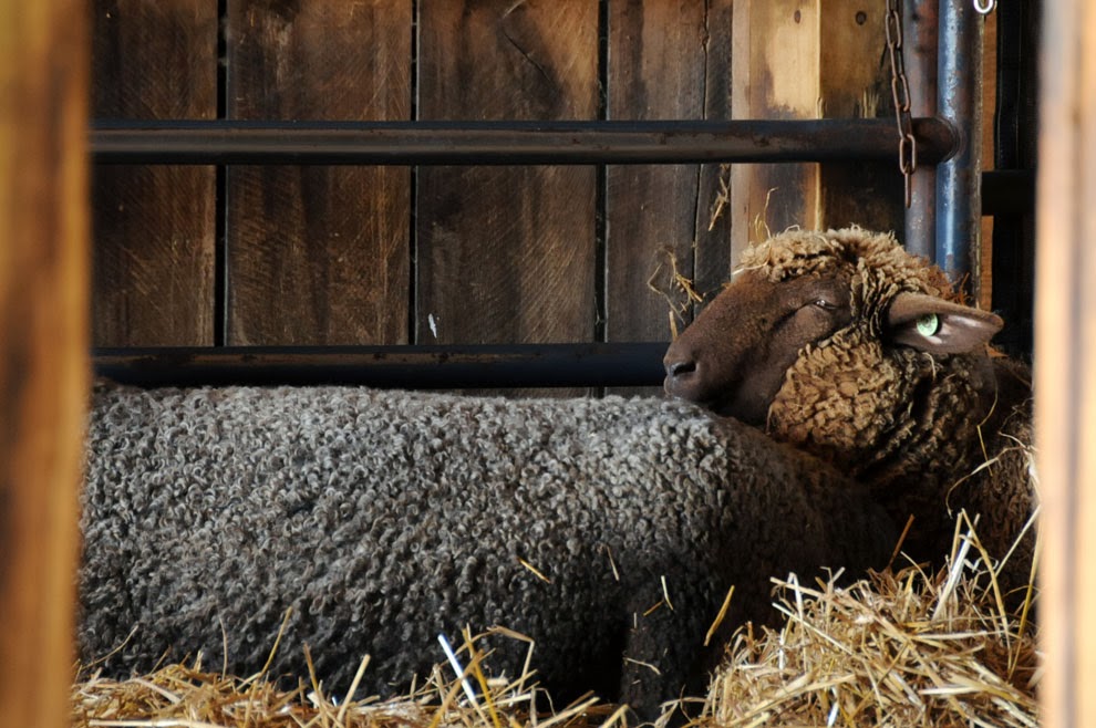 Punkin's Patch: My Favorite Sheep (Giveaway)