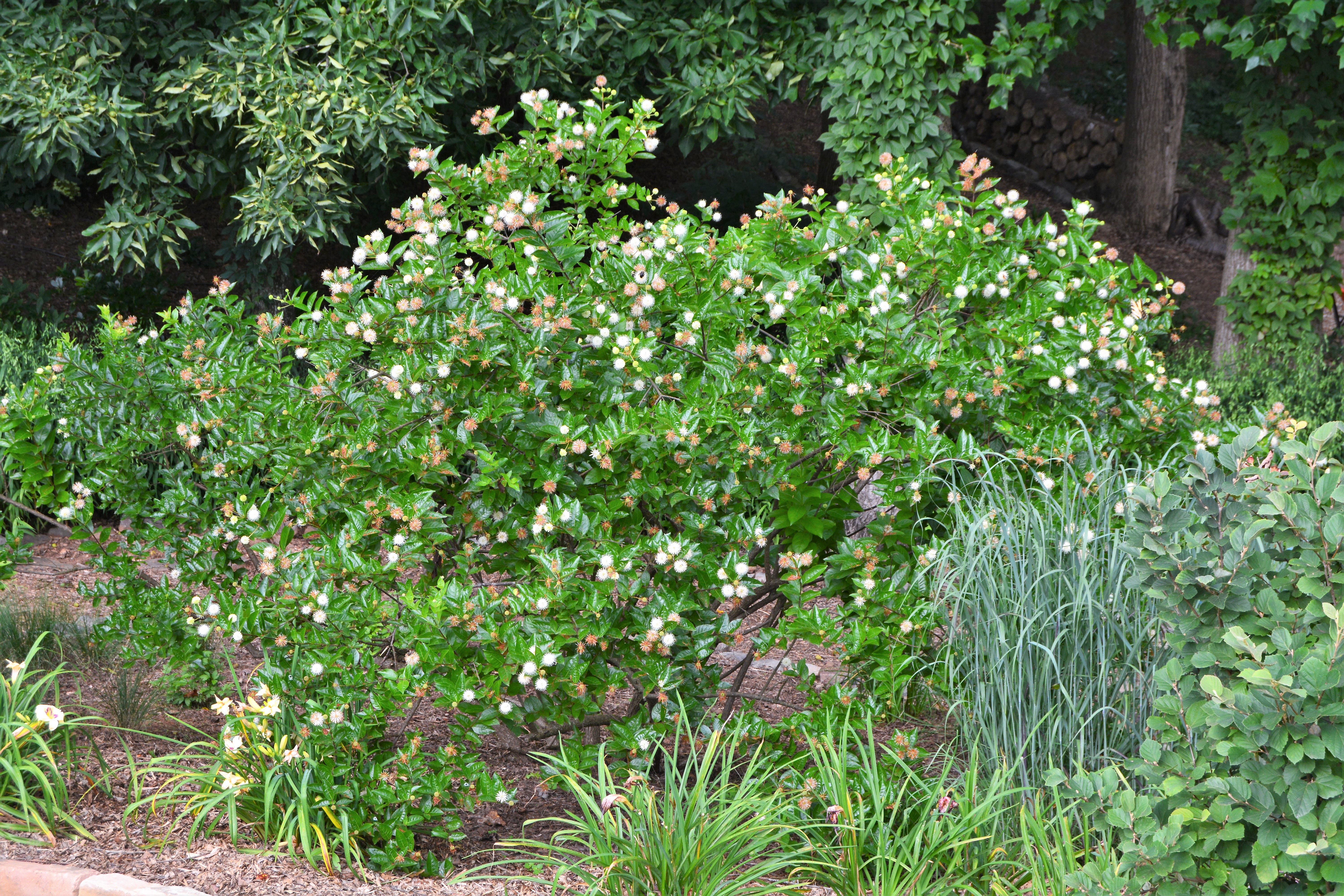 A Walk Around the Buttonbush