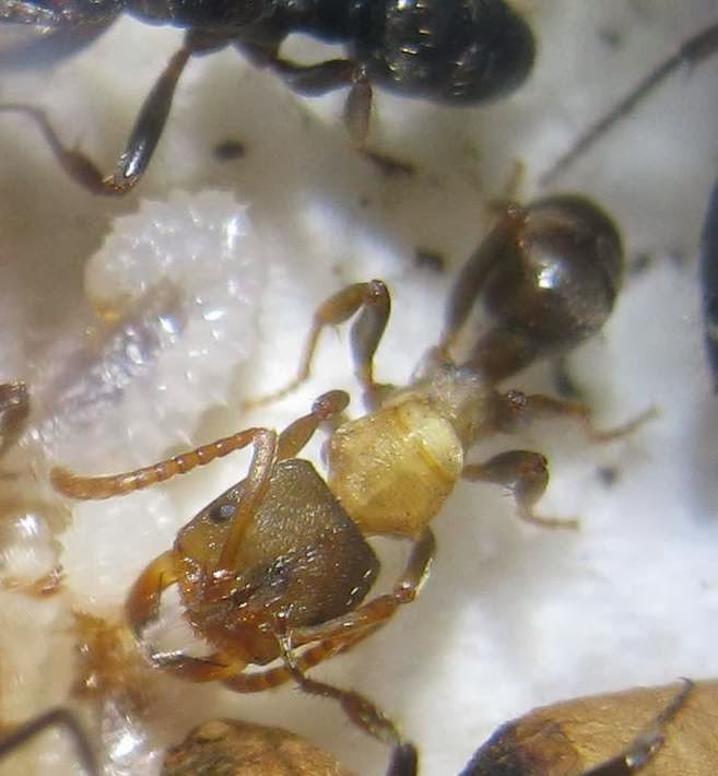 Photos and Info on Ants and Termites of Malaysia: Of Nymphs, Naked ...