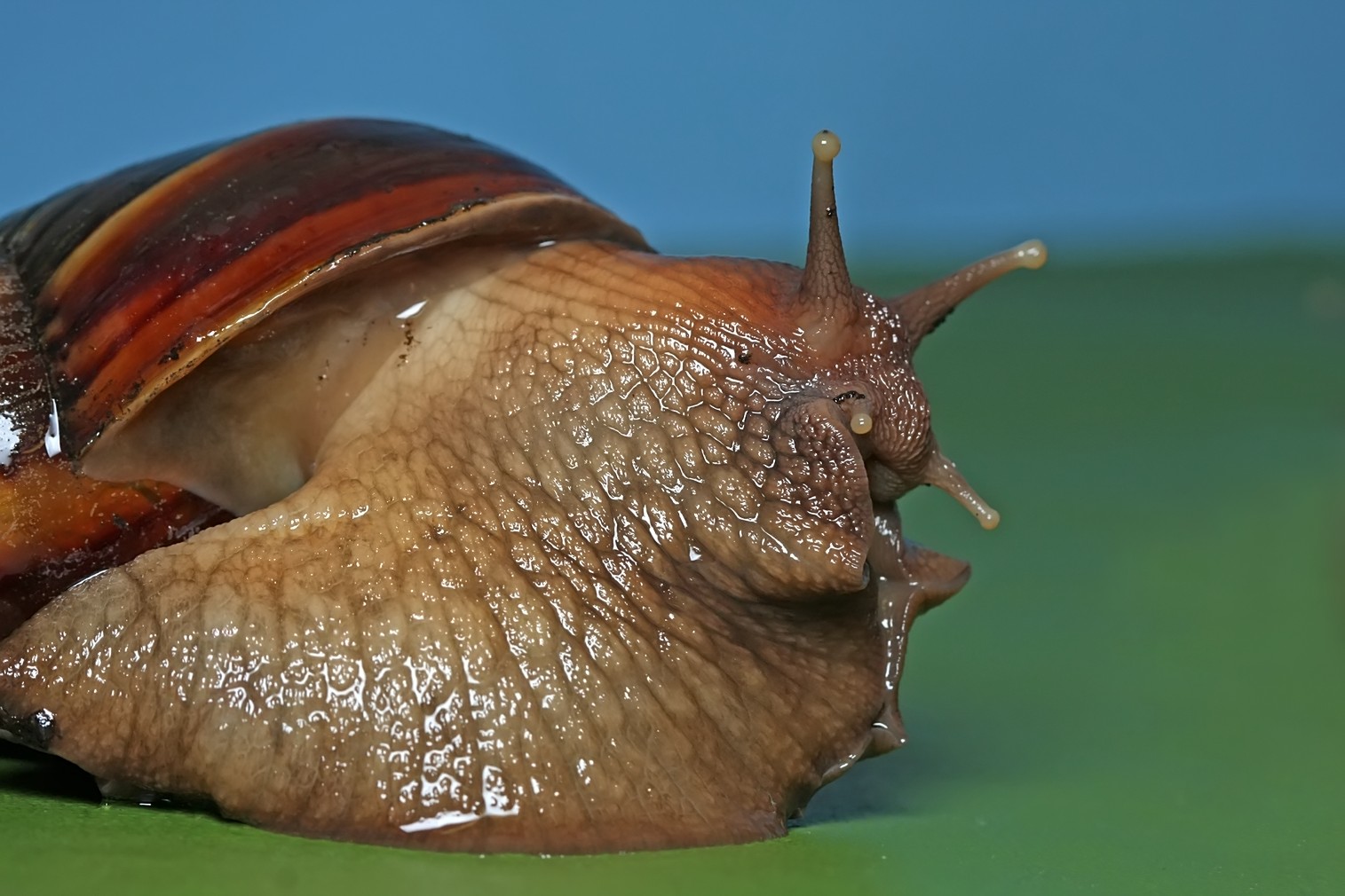 JJ's Photographic nature blog: A touch of East Africa comes to Kent...