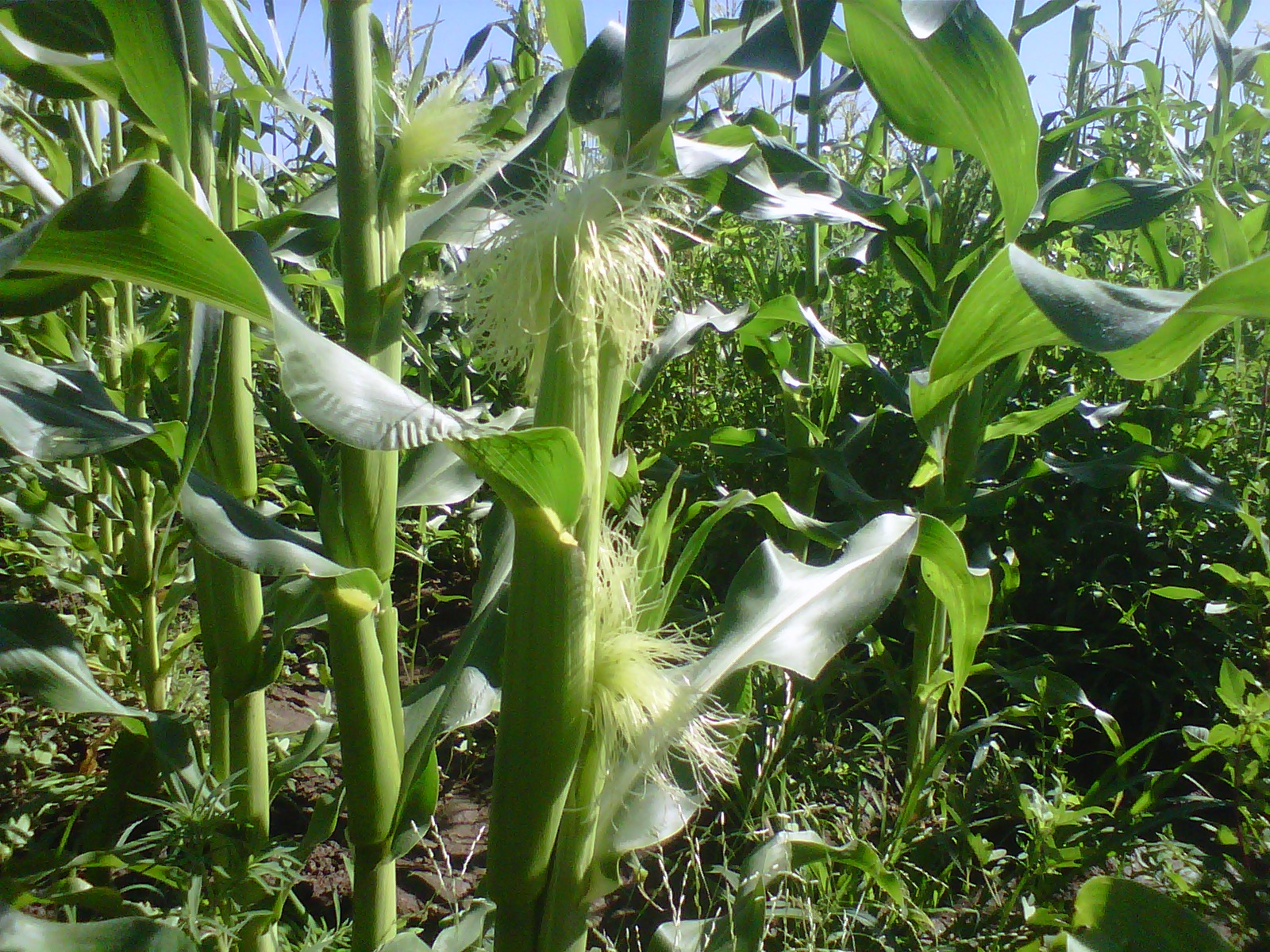 Mortimer Family Farms: Sweet Corn is On It's Way...