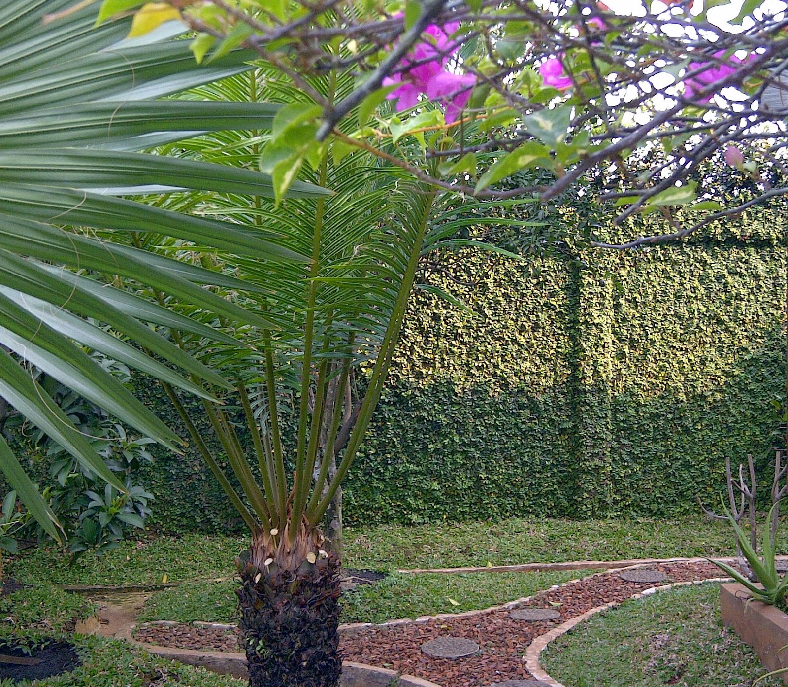 POHON RAMBAT DOLAR UNTUK MENGHIAS DINDING