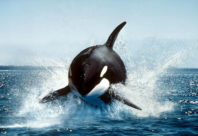 Wallpapers: Tilikum
