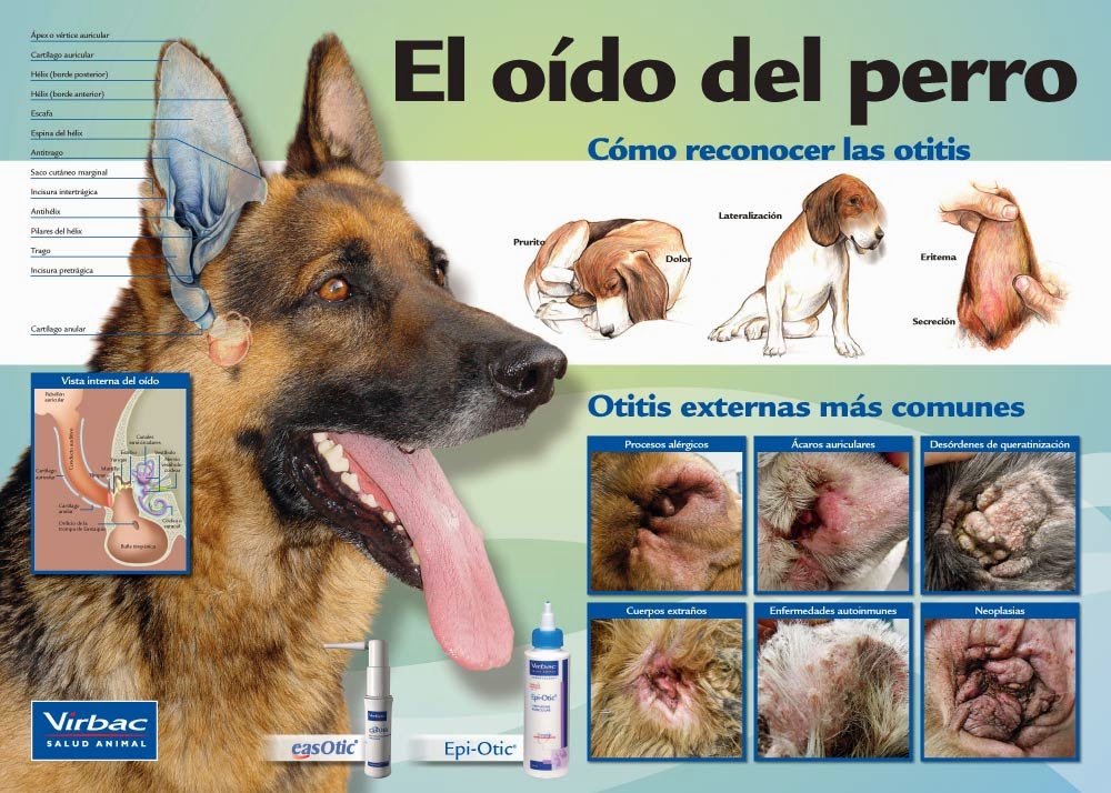Clinica Veterinaria Torreblanca: CUIDADO DEL PELO, LOS OÍDOS Y LOS OJOS ...