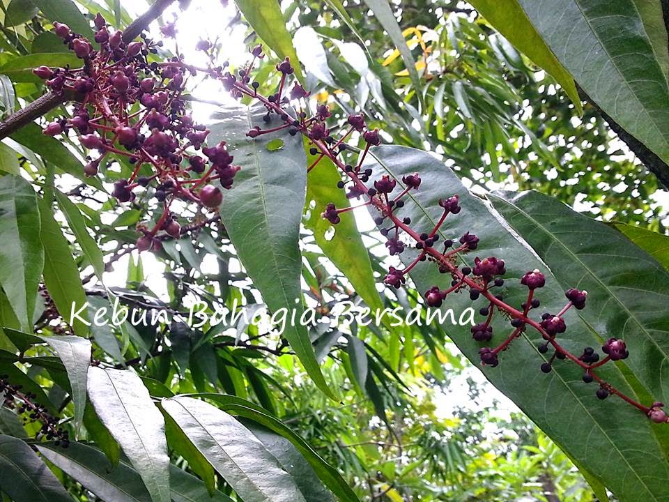 Kebun Bahagia Bersama: Perupok (Lepisanthes alata)