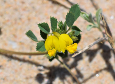 Plantas: Beleza e Diversidade: Luzerna-do-litoral (Medicago littoralis)