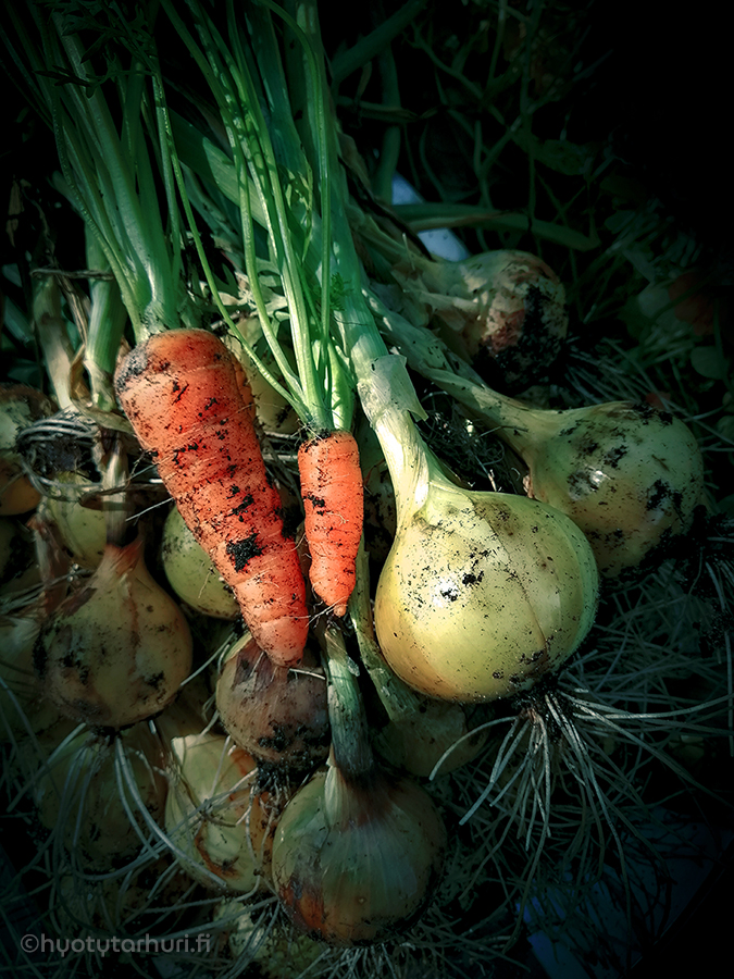 Sipulin kasvatus palkitsee | Hyötytarhuri