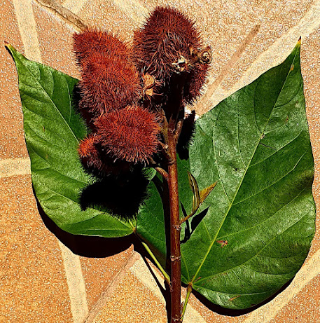 LA LEYENDA DE URUKU - URUKU MOMBE'UPY