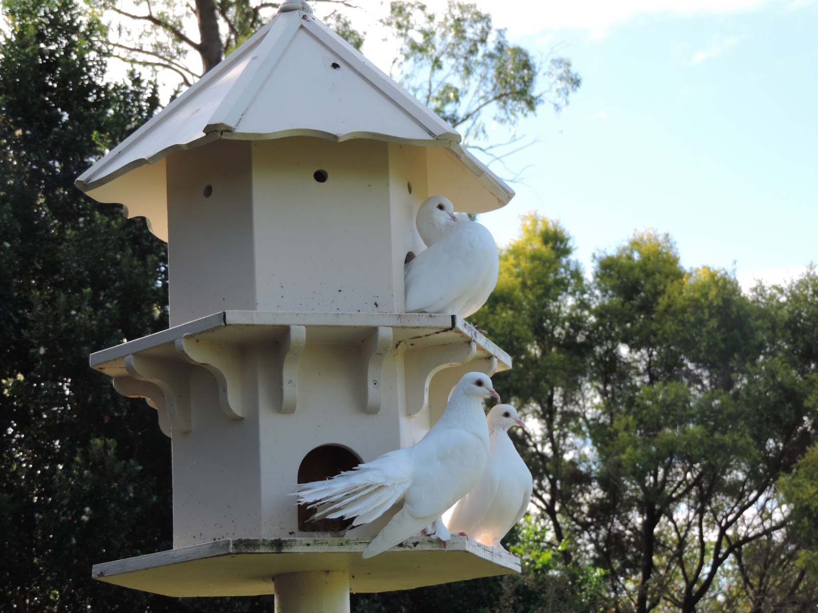 Bloomfield Cottage, it's a lifestyle: Homing some new Fan-tailed doves