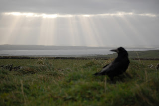 Downtown Doodler's Doodles: IRELAND: Crows