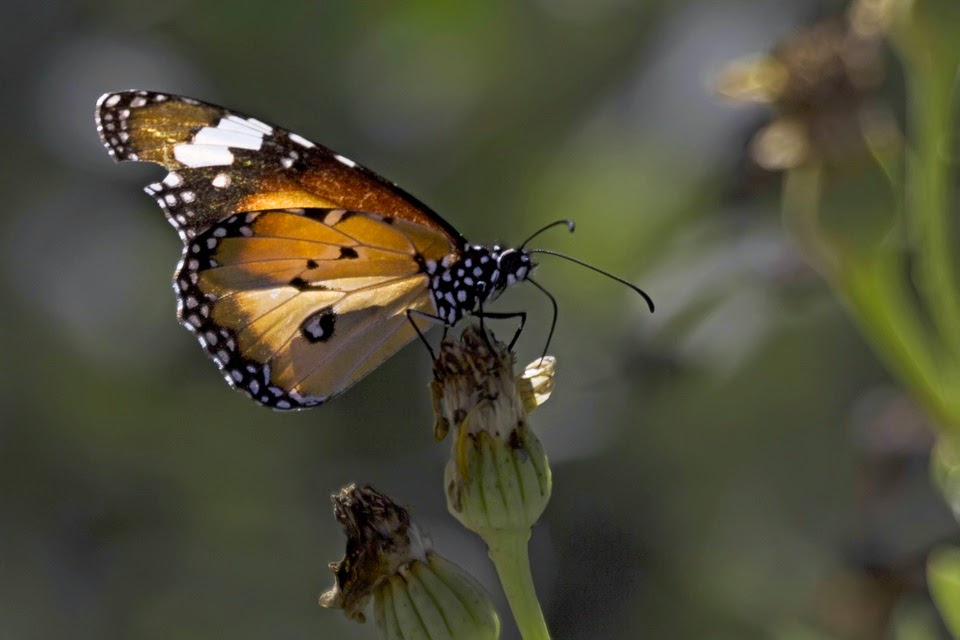 Kay Parkin Birding: Mallee Wanderings at Lake Gilles Conservation Park ...