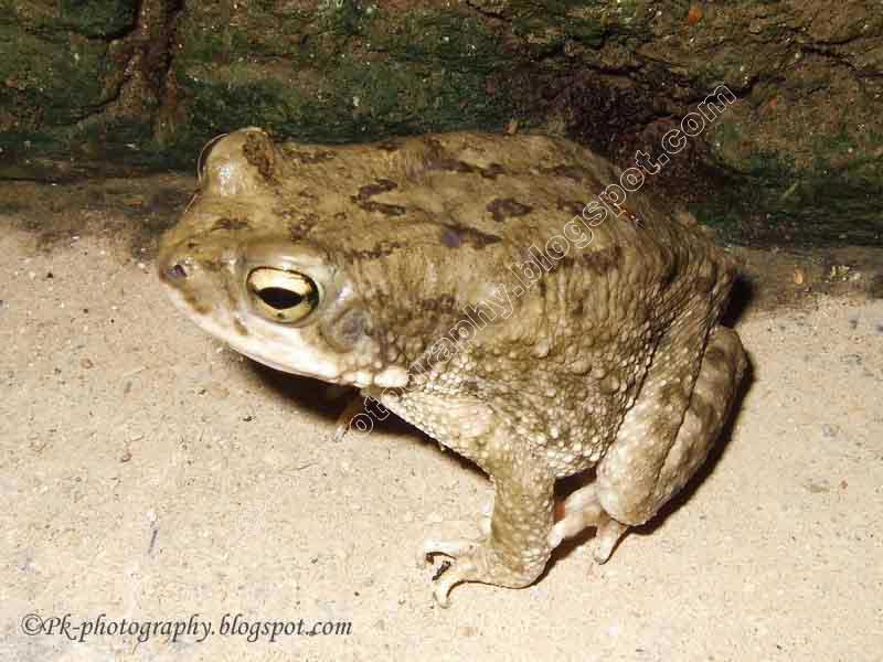 Common Indus Valley Toad-Bufo stomaticus | Nature, Cultural, and Travel ...