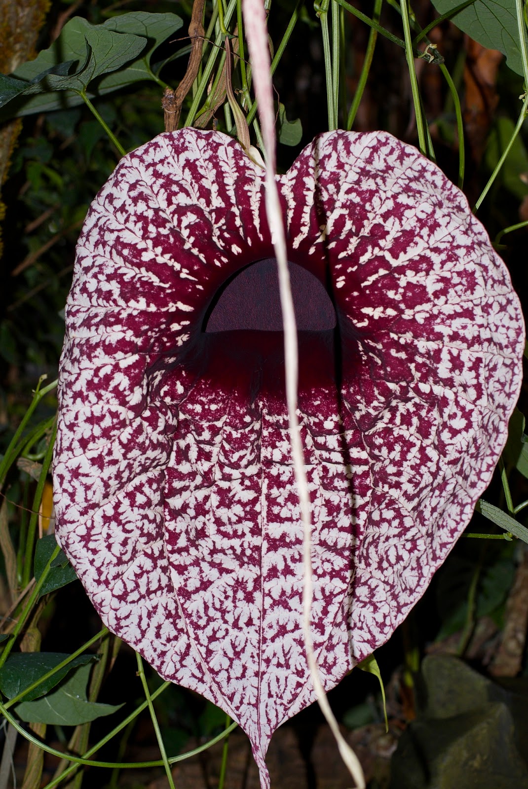 Real Monstrosities: Pelican Flower