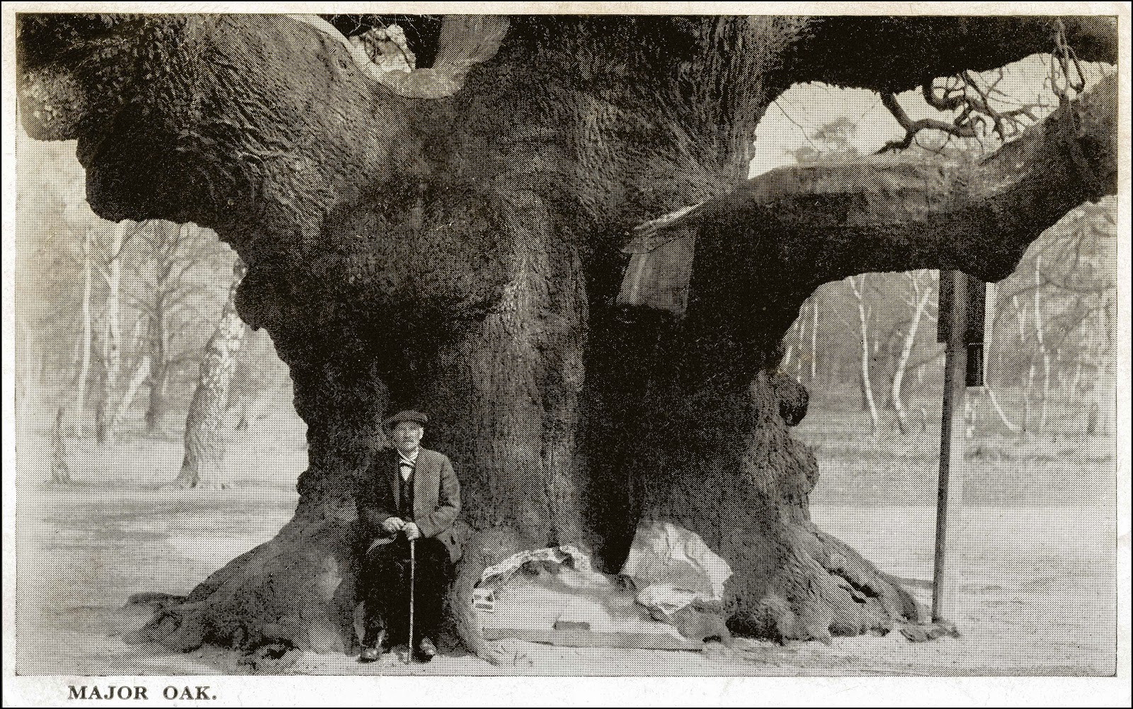 News From Nowhere: 20 Images : 20. Major Oak, Sherwood Forest