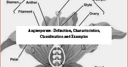 Angiosperms - Definition, Characteristics, Classification and Examples - ReadyyGo