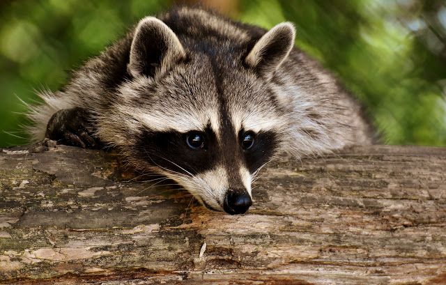 Raccoon Facts and Information - ListAnimals