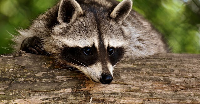 Raccoon Facts and Information - ListAnimals
