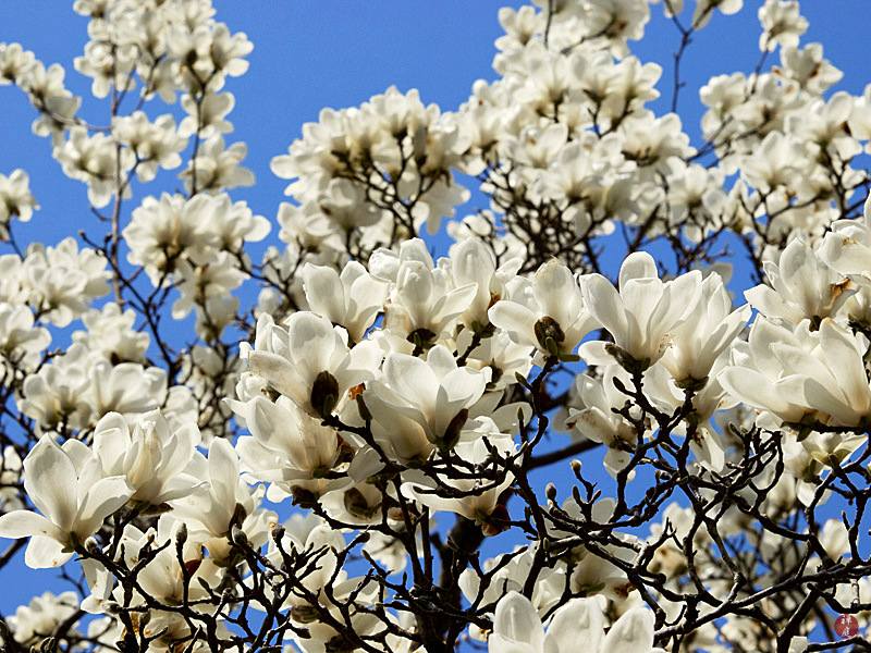 FROM THE GARDEN OF ZEN: Haku-mokuren (Magnolia heptapeta) flowers in ...