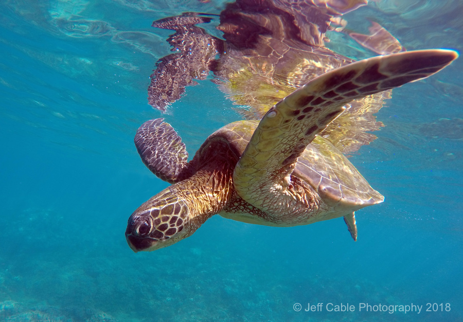 Jeff Cable's Blog: Swimming with the Green Sea Turtles in Maui (Photos ...