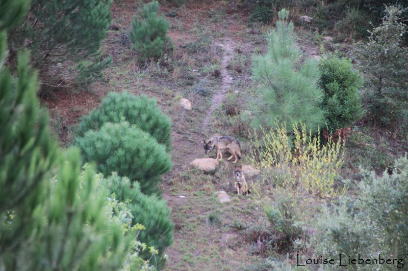 Predator Friendly Ranching : Portugal - The wolves