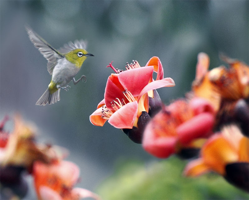 surface fragments: Amazing Bird Photos from Taiwan