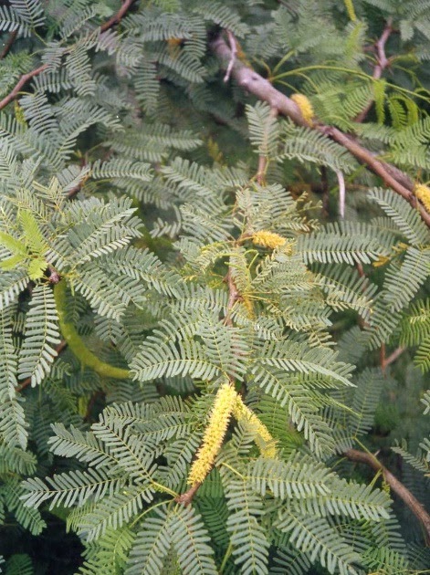 Will Katu-Andra - Destroy The Biodiversity Of Bundala Wet Land? | Sri ...