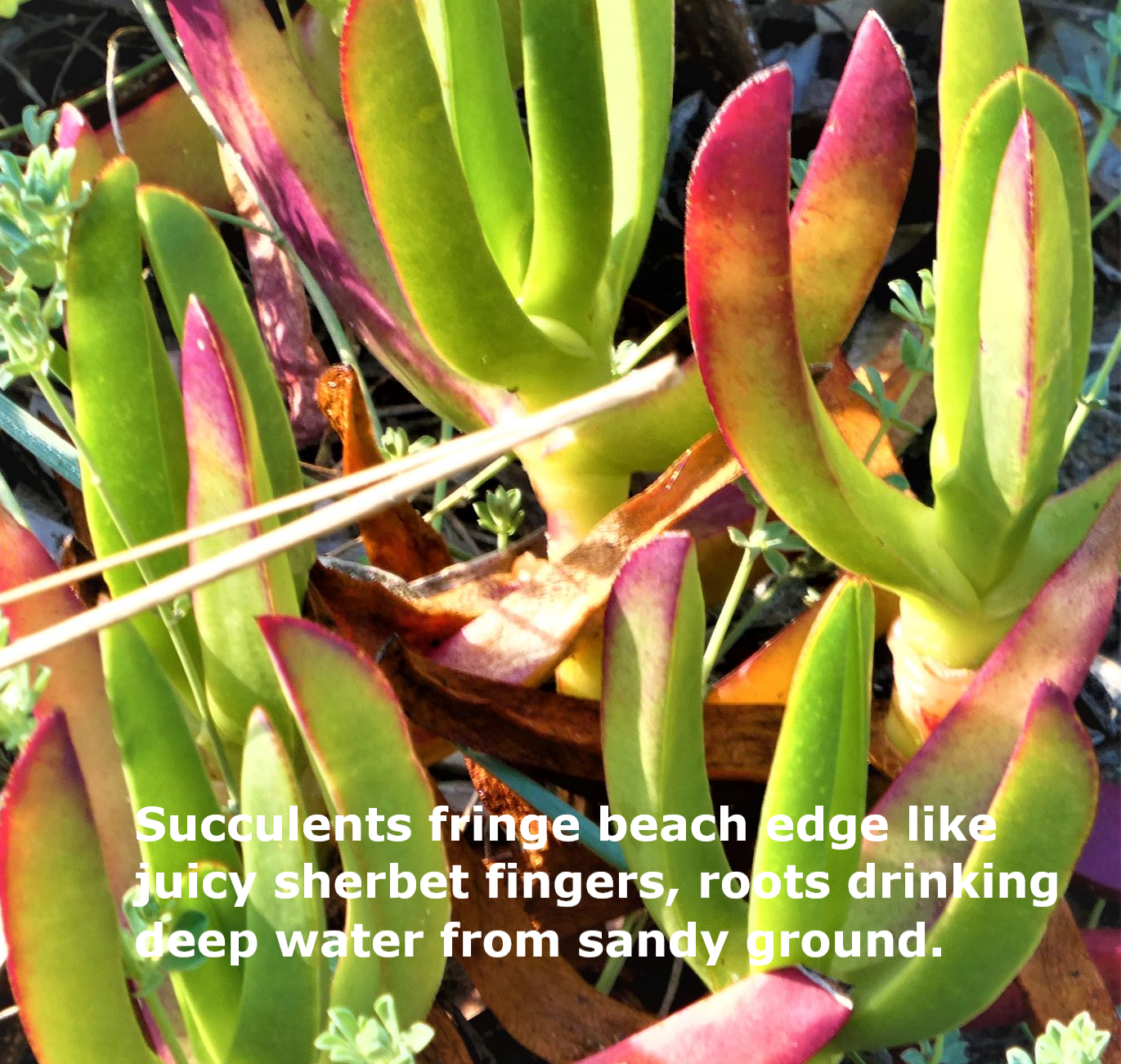 A POEM A DAY - SUCCULENTS