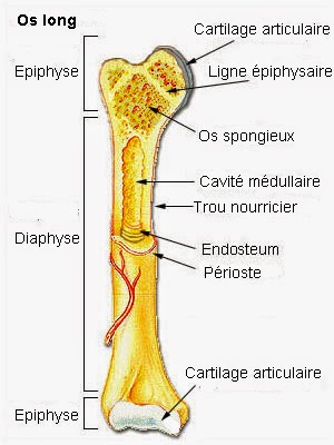 A n a t o m y: Osteologie.