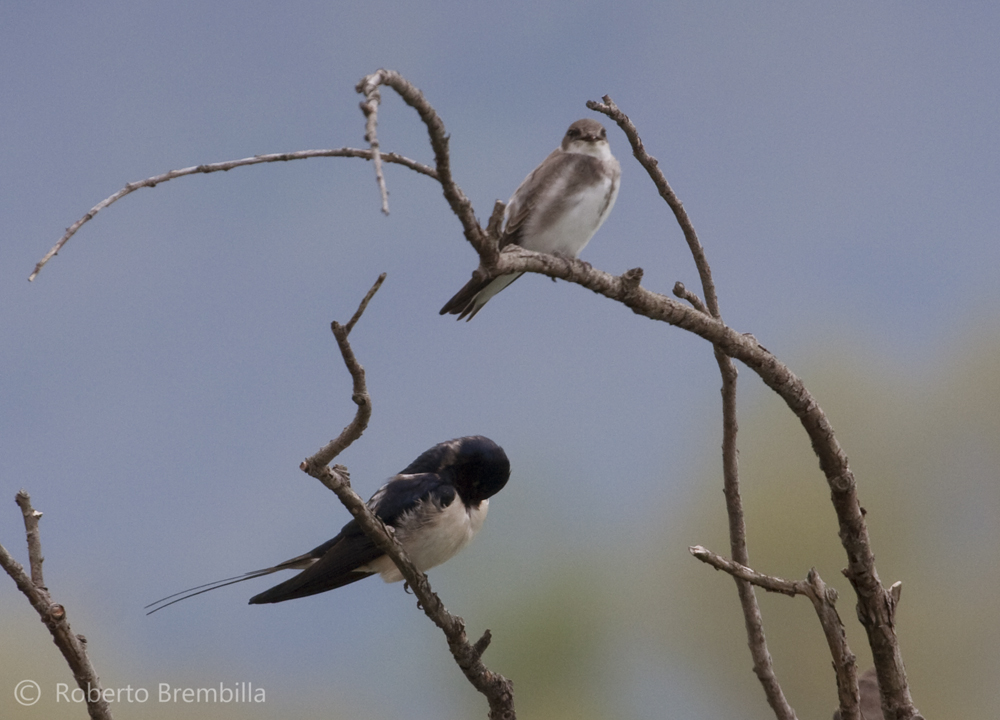 libereali: Ben tornate rondini…