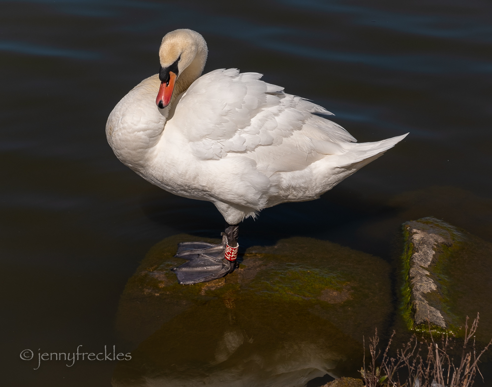 Salt & Light: Royal swans