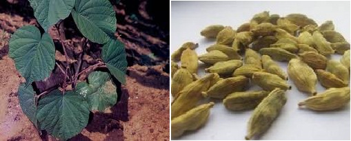 INSPIRASIKU: 13 Jenis Tanaman Obat Antikanker