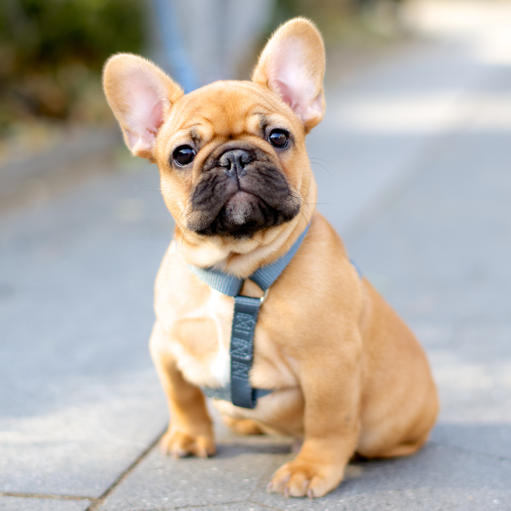 Perritos mimosos (PM): Elige el mejor nombre para tu perrita Perritos mimosos (PM): Elige el mejor nombre para tu perrita