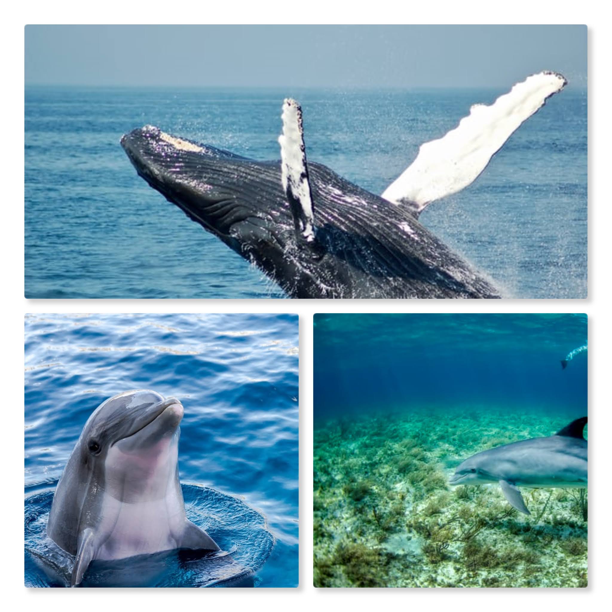 Order Cetacea - NATURE SCIENTIST