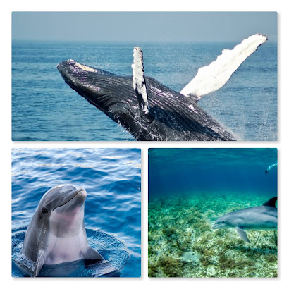 Order Cetacea - NATURE SCIENTIST