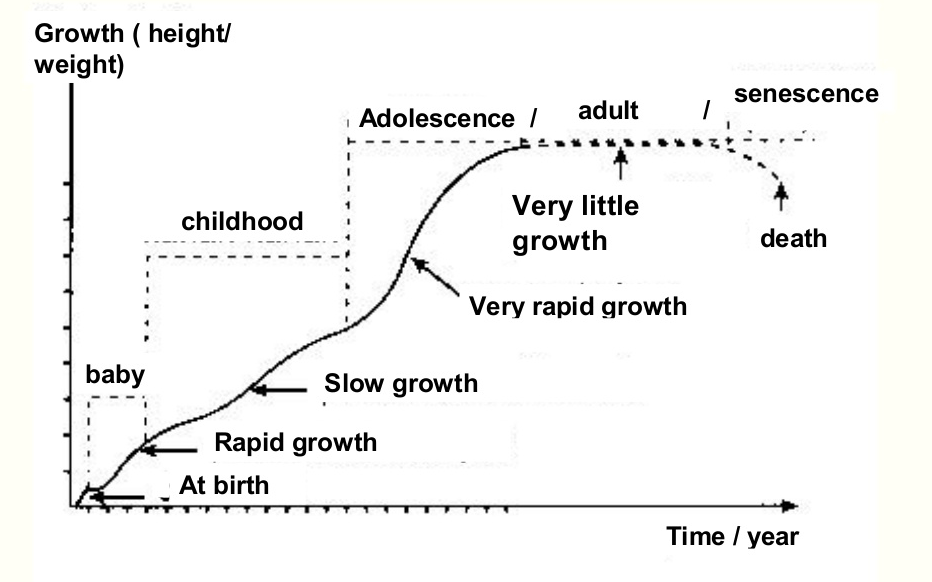 Science E-Learning: Chapter 6: Movement (Size of exoskeleton with growth)