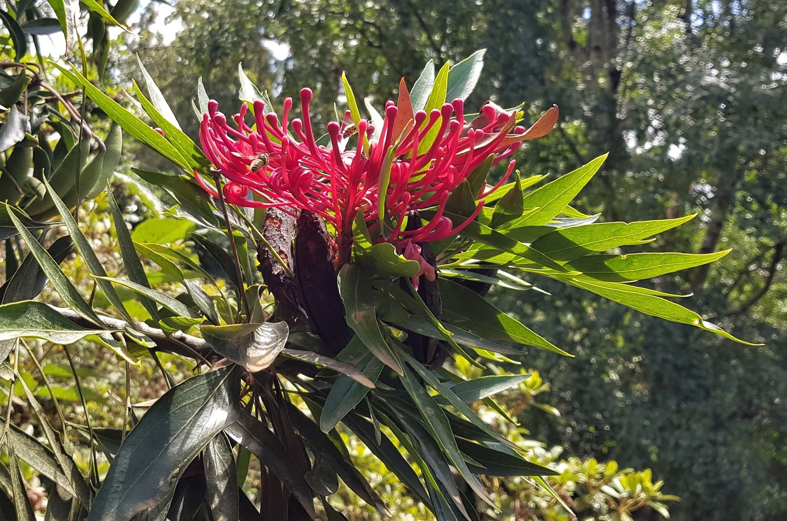 Dorrigo Waratah's late flowering worth the wait