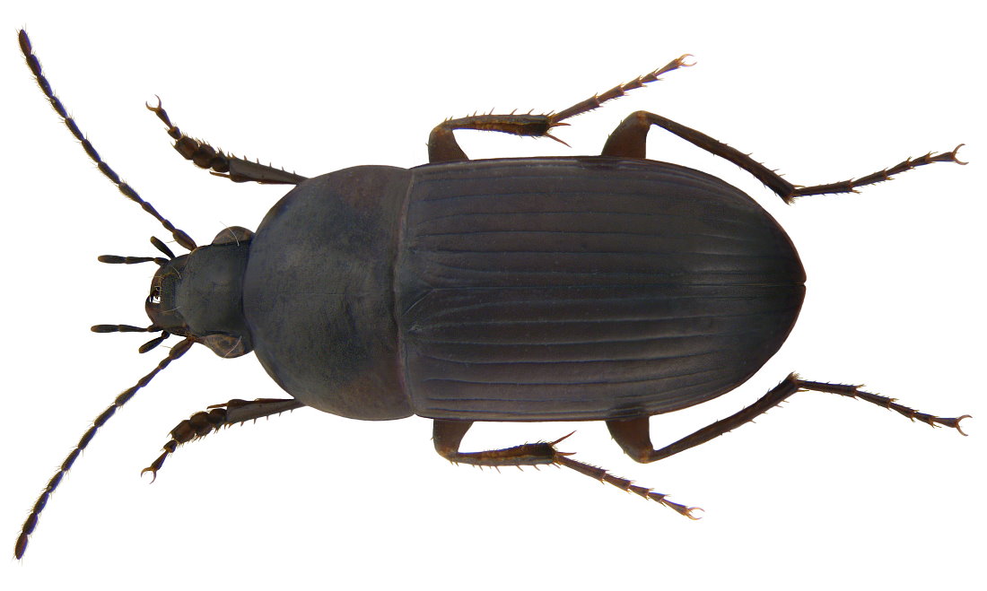 Variety of Life: Oodini